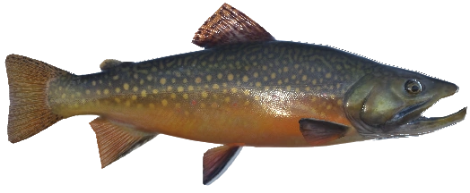 Brook Trout | Real VR Fishing Wiki | Fandom