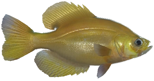 Yellow Crappie | Real VR Fishing Wiki | Fandom