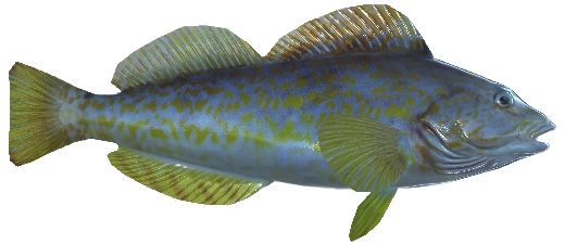 Kelp Greenling | Real VR Fishing Wiki | Fandom