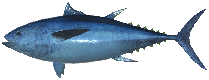 Tuna | Real VR Fishing Wiki | Fandom