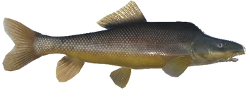 Razorback Sucker | Real VR Fishing Wiki | Fandom