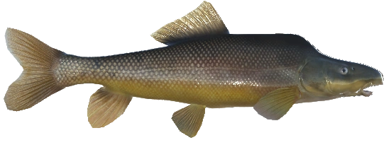 Razorback Sucker | Real VR Fishing Wiki | Fandom