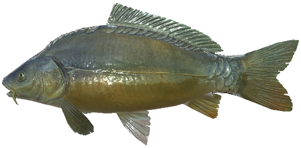 Leather Carp | Real VR Fishing Wiki | Fandom
