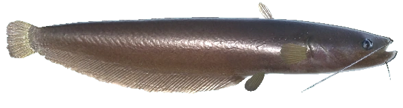 Slender Catfish | Real VR Fishing Wiki | Fandom