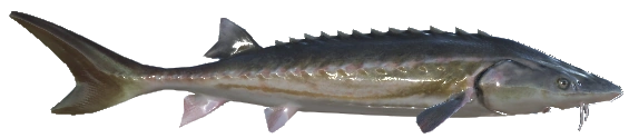 Green Sturgeon | Real VR Fishing Wiki | Fandom