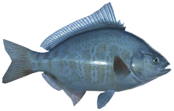 Redtail Surfperch | Real VR Fishing Wiki | Fandom