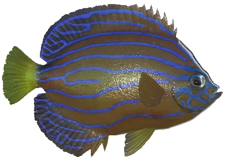 Blue Striped Angelfish