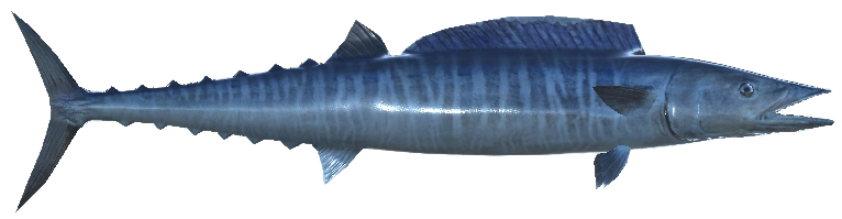 Wahoo | Real VR Fishing Wiki | Fandom