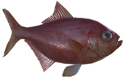 Alfonsino | Real VR Fishing Wiki | Fandom