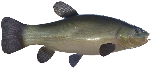 Tench | Real VR Fishing Wiki | Fandom