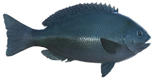 Largescale Blackfish | Real VR Fishing Wiki | Fandom