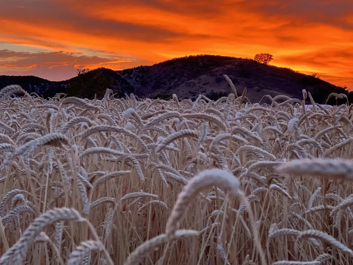 Veldt | Rebel Moon Wiki | Fandom