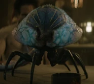 Species | Rebel Moon Wiki | Fandom