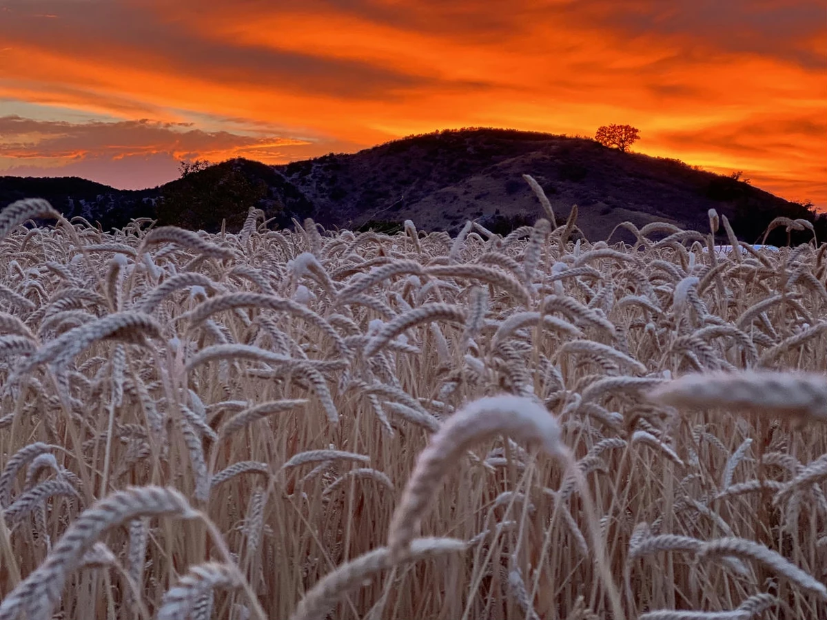 Veldt | Rebel Moon Wiki | Fandom