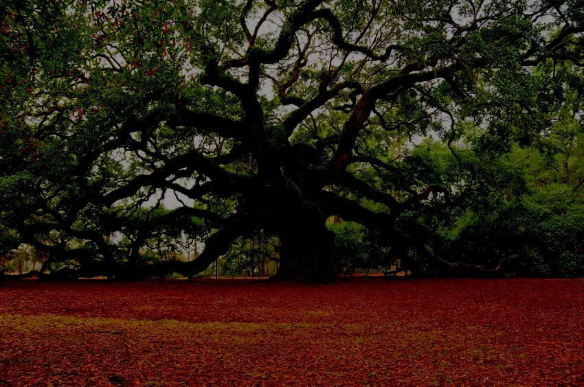 Jurupa Oak seeds | Rebuild the universe Wiki | Fandom