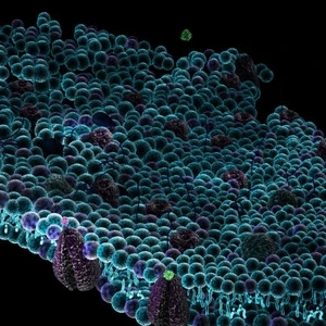 Cool Cell Pictures