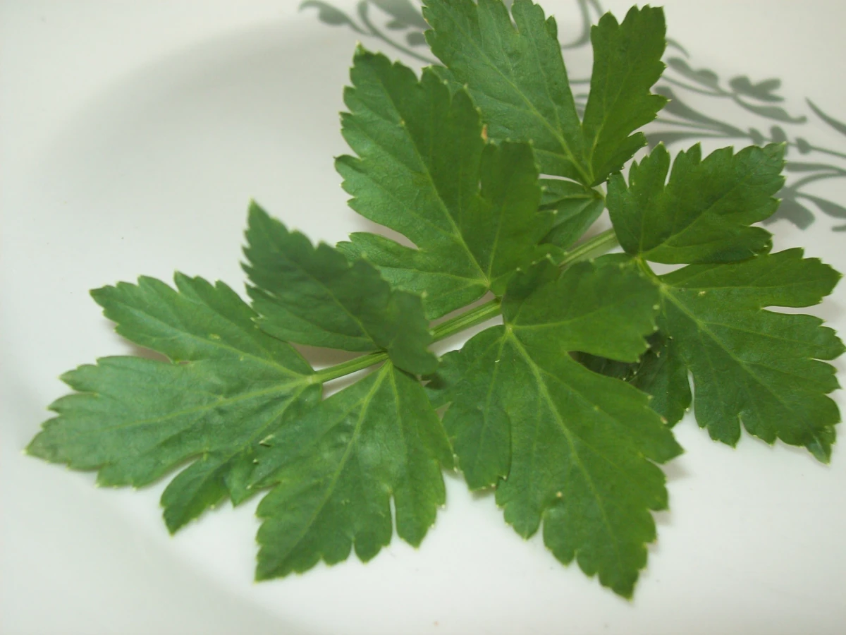 Selderij | Recepten Wiki | Fandom