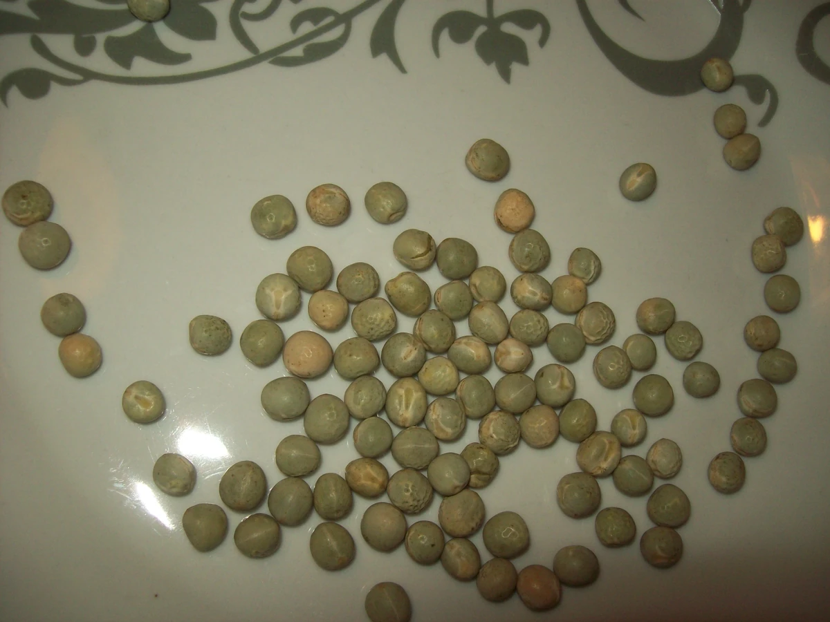 Erwt | Recepten Wiki | Fandom