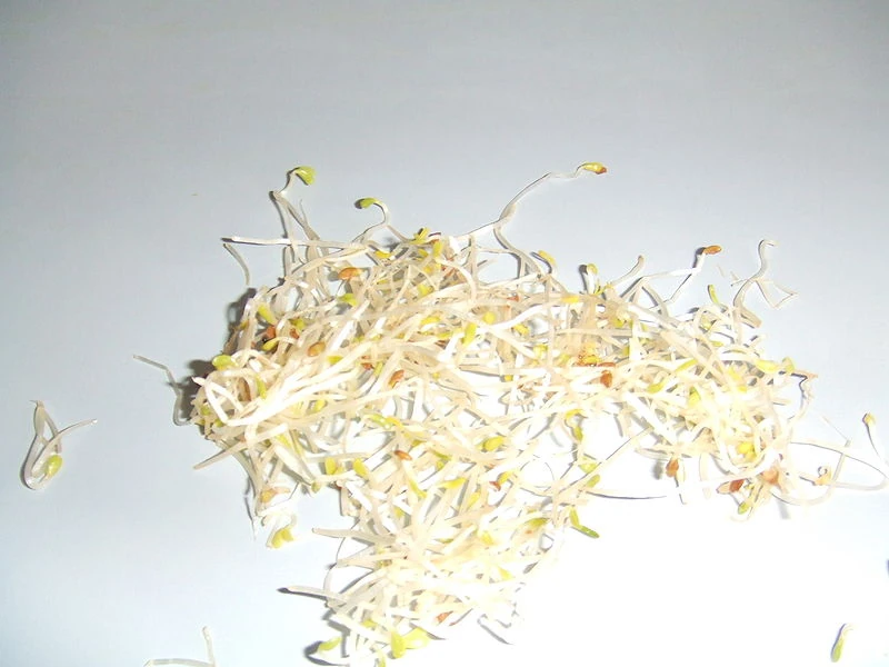 Alfafa | Recepten Wiki | Fandom