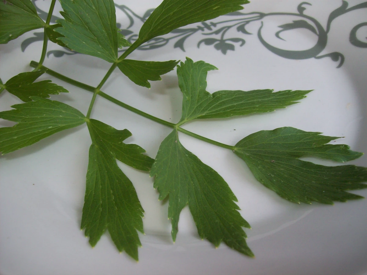 Lavas | Recepten Wiki | Fandom