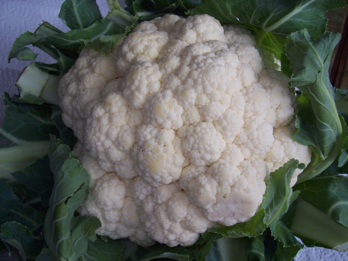 Bloemkool | Recepten Wiki | Fandom