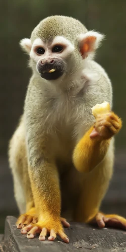 Boo | RE Chronicles Wiki | Fandom