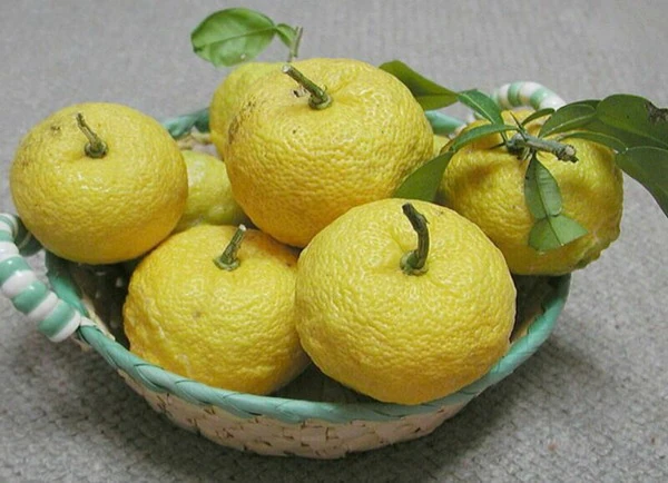 Citron | Recipes Wiki | Fandom