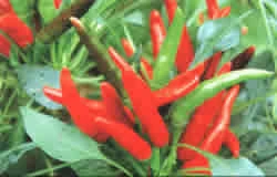 Togarashi chile | Recipes Wiki | Fandom