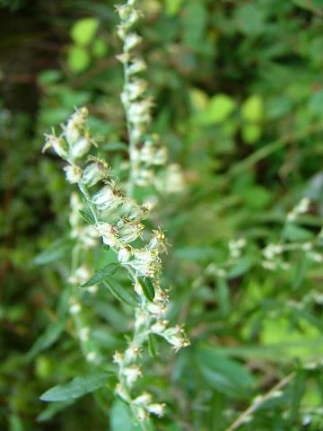 Yomogi | Recipes Wiki | Fandom