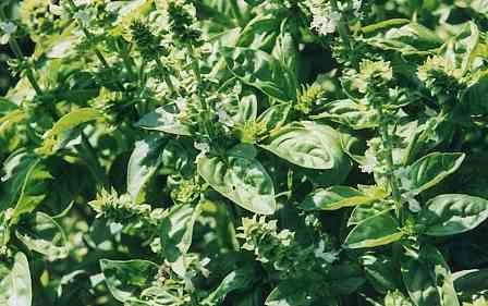 Basil | Recipes Wiki | Fandom