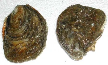 Belon oyster | Recipes Wiki | Fandom