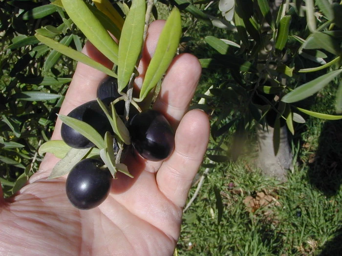 Frantoio olive | Recipes Wiki | Fandom