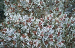Red orach | Recipes Wiki | Fandom