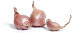 Shallot | Recipes Wiki | Fandom