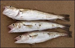 Whiting | Recipes Wiki | Fandom