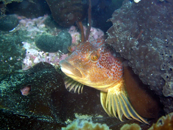 Greenling | Recipes Wiki | Fandom