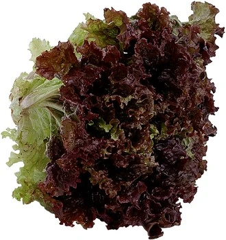 Red-leaf lettuce | Recipes Wiki | Fandom