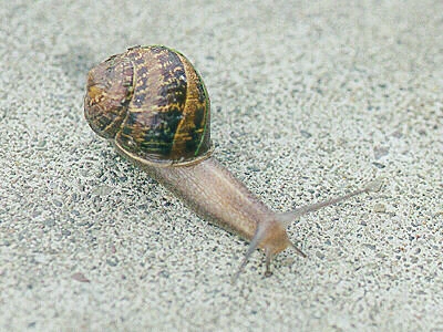 Snail | Recipes Wiki | Fandom