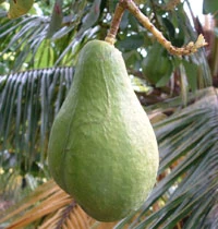 Avocado pear | Recipes Wiki | Fandom