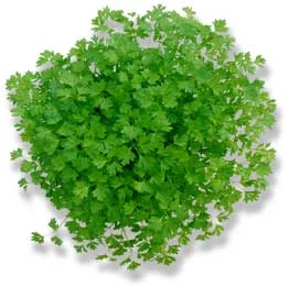 Chervil | Recipes Wiki | Fandom
