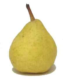 Sugar pear | Recipes Wiki | Fandom
