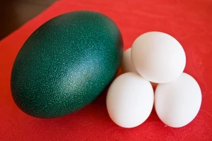 Emu egg | Recipes Wiki | Fandom