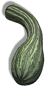 Cushaw | Recipes Wiki | Fandom