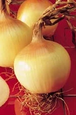 Cebolla | Recipes Wiki | Fandom