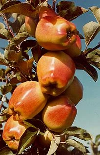 Criterion apple | Recipes Wiki | Fandom