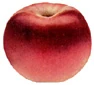 Stayman apple | Recipes Wiki | Fandom
