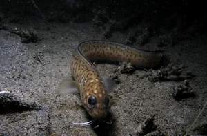 Cusk | Recipes Wiki | Fandom