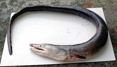 Hamo | Recipes Wiki | Fandom