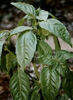 Sweet Asian basil | Recipes Wiki | Fandom