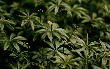 Woodruff | Recipes Wiki | Fandom